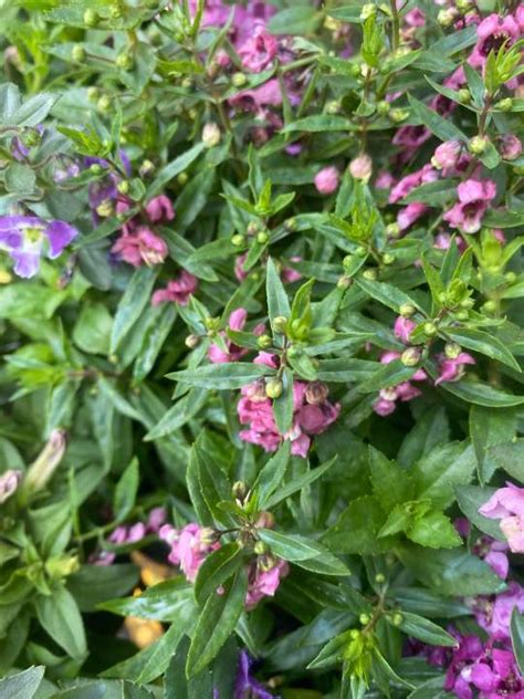 ดอกฟอร์เก็ตมีน็อต กระถาง 3 นิ้ว จัดส่งพร้อมกระถาง มีหลายสี Th