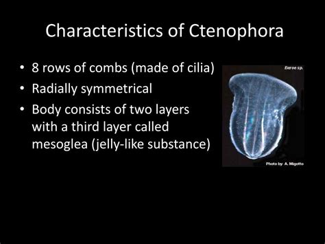 Ppt The Phylum Ctenophora Powerpoint Presentation Free Download Id