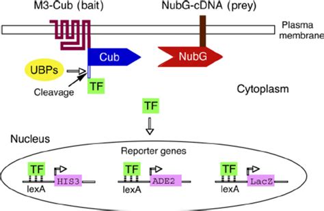 Scheme Of The Mbyth Screen Used In The Present Study To Obtain A Bait