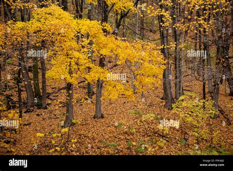 Sugar Maples Glow In Yellow Fall Color In Se Minnesota Bluff Country