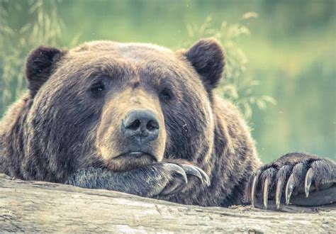 Spezzatino Di Orso Al Ristorante In Friuli Venezia Giulia Le
