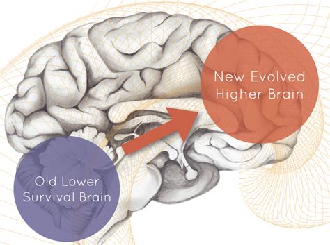 Lower Brain Diagram