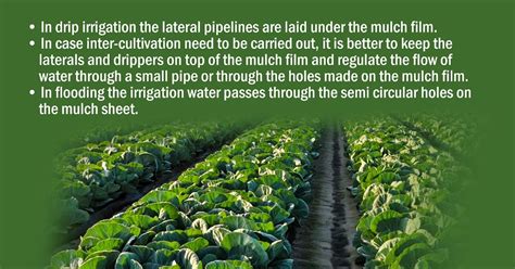 Mulchindia Irrigation Practices Under Mulching Mulch India Call Us