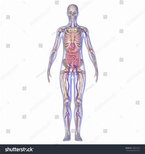 Human Anatomy Stock Illustration Shutterstock
