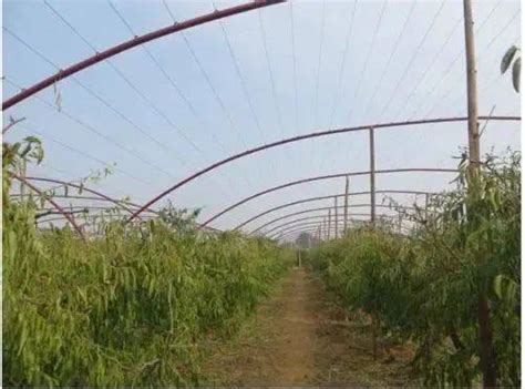 温室大棚枣树温度多少6个生长期都在这里了 白天 湿度 夜间