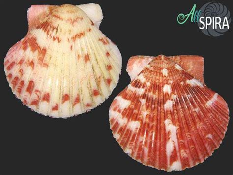 Argopecten Ventricosus Allspira