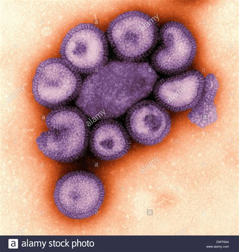 Tem Virus Banque De Photographies Et Dimages à Haute Résolution Alamy
