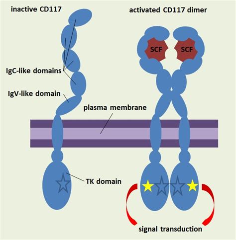Cd117 At A Glance Exbio Antibodies