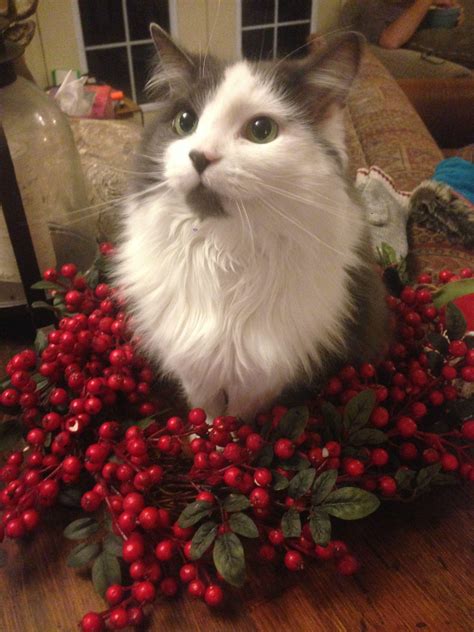 Shes Ready For Christmas Imgur