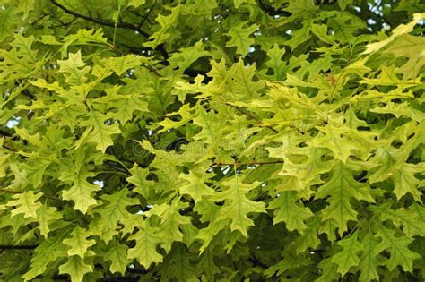 Chlorose Internervaire Provoquée Par Insuffisance De Fer Ou Dazote Sur