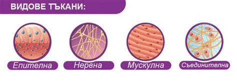 Тъкани видове и тъканни структури