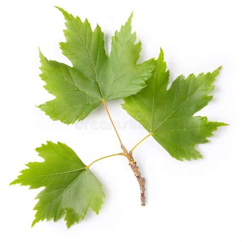 Green Leaves Of A Paperbark Maple Tree Branch Resting On A Clean White