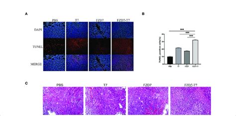 Analyze Tumor Tissue A B Tunel Positive Percentage Of Tumor Tissue