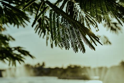 Fotos gratis árbol naturaleza vegetación verde palmera agua