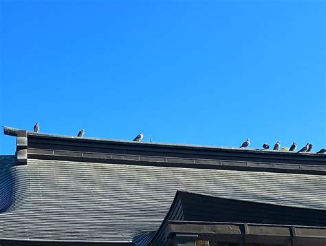 星 和真 Hoshi Kazuma On Twitter 結局小作描いてます。兎のライバル🐢 近所の神社は人で溢れててびっくり。 鳩