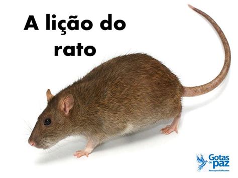 A lição do rato Gotas de PazGotas de Paz