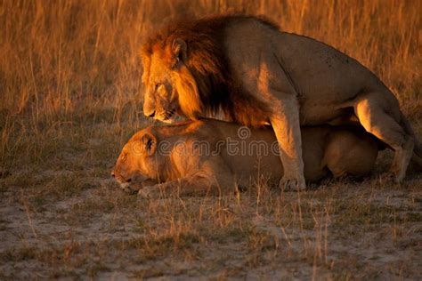 Couple Of Lion Stock Image Image Of Sexual Breeding