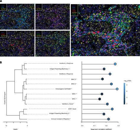 Slfn11 Captures Cancer Immunity Interactions Associated With Platinum