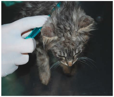 Microsporum Canis Cat