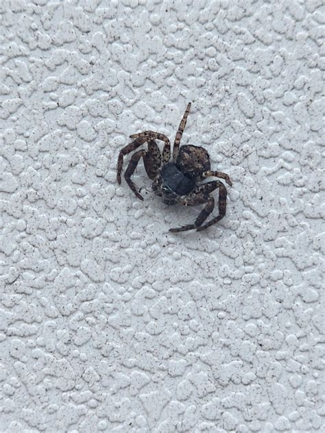 Pnw Menagerie R Spiders