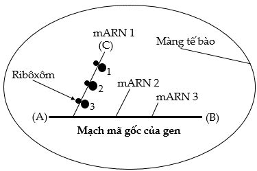 Sơ đồ ở hình bên mô tả quá trình phiên mã và dịch mã trong tế bào của