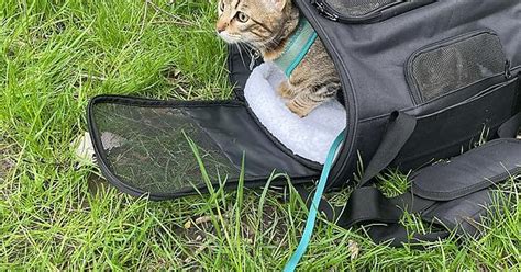 Gojira Exploring The Outdoors For The First Time Album On Imgur