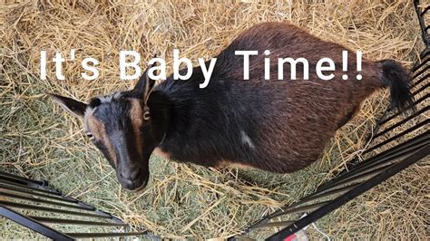 Birth Complications Nigerian Dwarf Goat Birth Day 138 Gestation