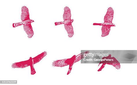 Bird Flying Sequence