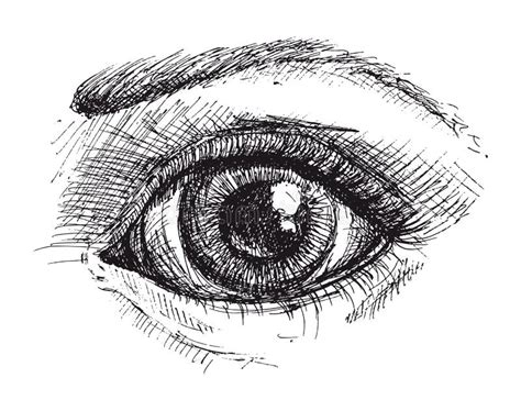 Zwart Witte Tekening Van Oog Vector Illustratie Illustration Of