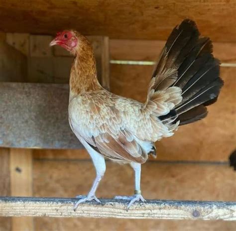 Lacy Roundhead Hen Blackwater Gamefarm
