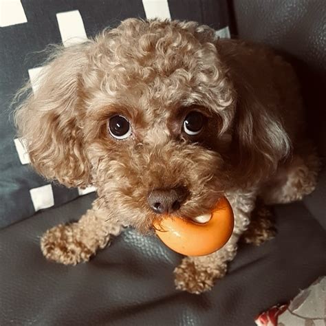 라벨핸즈 라벨디자인and라벨제작 장인👩🏻‍🎨 🤎🐶강아지 표정이 포인트🤎 귀여운 드로잉 직조라벨 → 넘겨보시면 강아지 나리의 사진이 있어요 🐶가져오신 드로잉을 처음 봤을