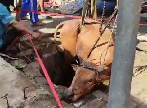 Hendak Disembelih Sapi Kurban Di Kota Malang Terperosok Ke Lubang