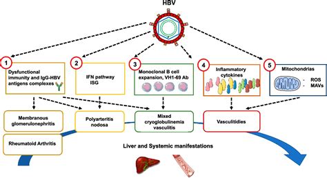 Hepatitis B Virus Infection