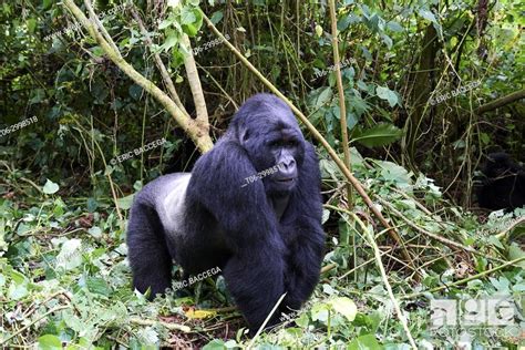 Silverback Mountain Gorilla Gorilla Beringei Beringei Member Of