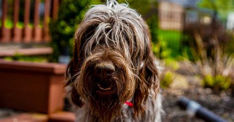 Guide complet pour prendre soin du pelage de votre chien et éviter les nœuds TOMDOG