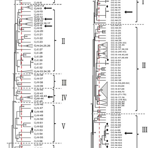 Dendrogram Showing The Pulsed Field Gel Electrophoresis Patterns For