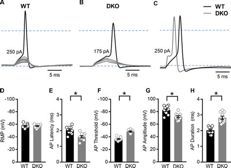Properties Of Evoked Action Potentials Aps Are Altered In Spiral