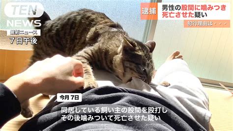 【速報】猫に股間を噛まれた男性が死亡 Youtube