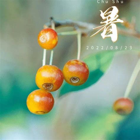 今日处暑历尽三伏热渐有新凉递好秋 刘杰 廊坊 焦国远