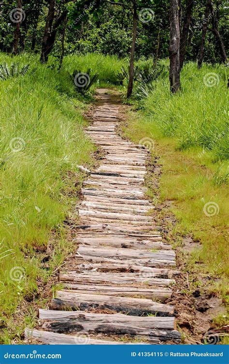 Log Path Stock Image Image Of Smooth Ground Foot Green 41354115