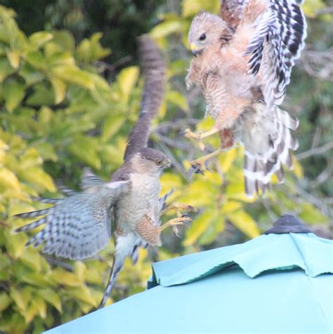 Coopers Hawk And Red Shouldered Hawk Fighting Over A Lizard Rbirding