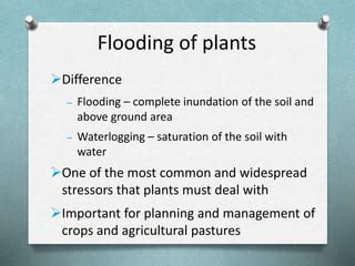 How Do Plants Deal With Flooding PPTX