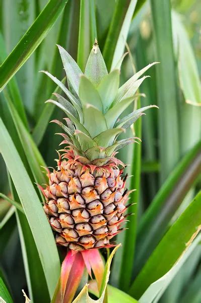 Pineapple Stock Photos Royalty Free Pineapple Images Depositphotos