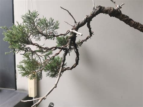 Bonsai Juniper Semi Cascade Style Furniture And Home Living Gardening