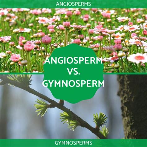 Angiosperms And Gymnosperms Examples