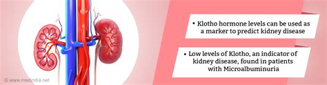 Anti Aging Hormone Klotho Levels Could Detect Kidney Disease