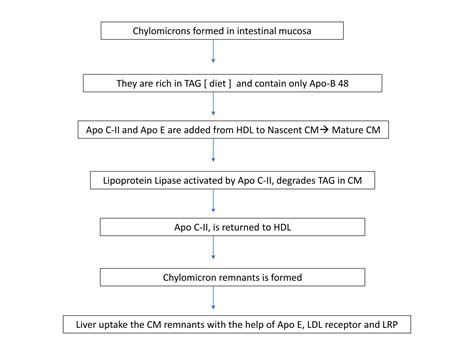 Lipoprotein Metabolismpptx Hdl Metabolism Ldl Metabolis Vldl