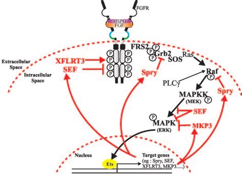 Regulation Of FGF Signaling The Stimulation Of FGFR By FGF Ligands