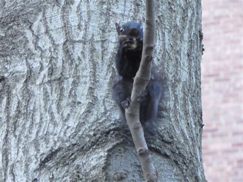 The New York Squirrel Pinky Son Of Spunky