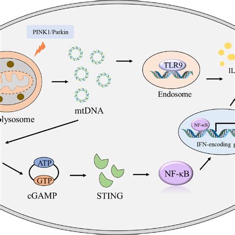 PINK1 Parkin Mediated Mitophagy Generates MtDNA To Activate Different
